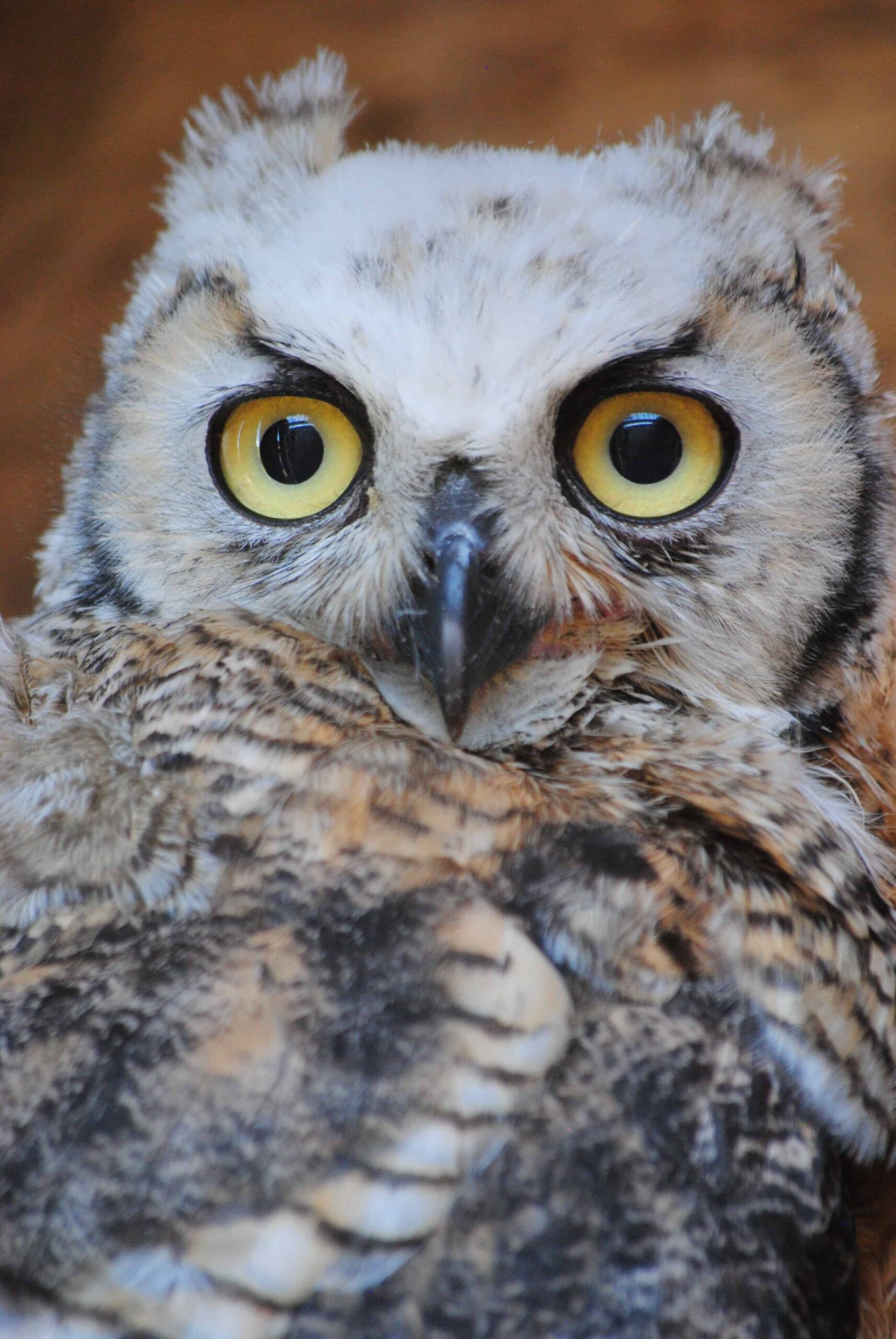 Calgary Wildlife Rehabilitation Society (CWRS) - Faszination Kanada